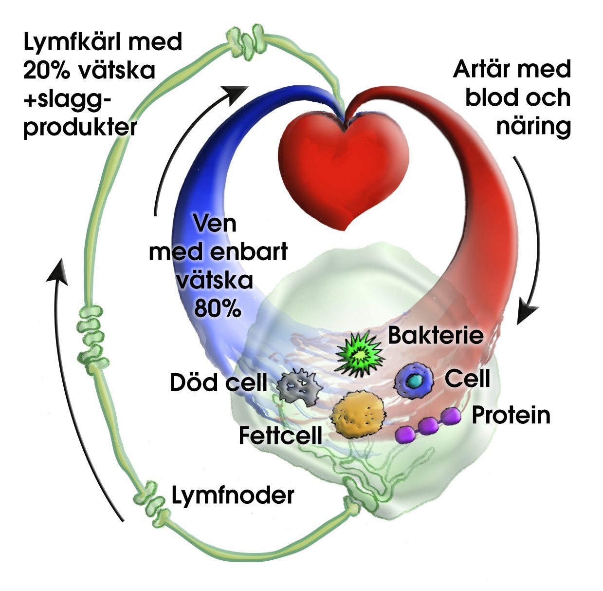 LYMFMASSAGE | ninna-o
